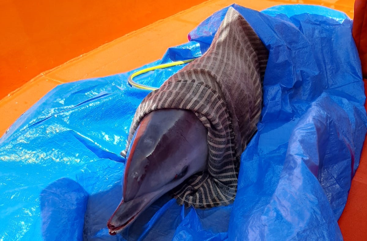 Liberan a un delfín moteado del Atlántico varado en la costa de Breña ...