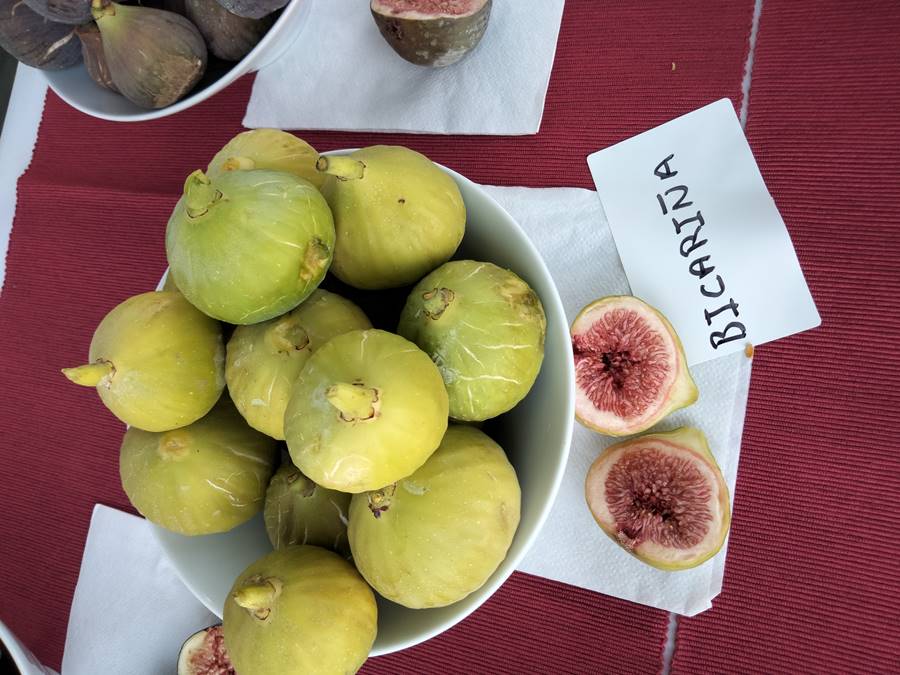 El ICIA fomenta la conservación de las higueras como cultivo con un ...